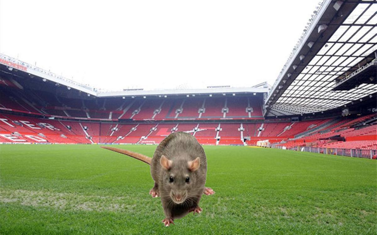 Las ratas atacan al Manchester United