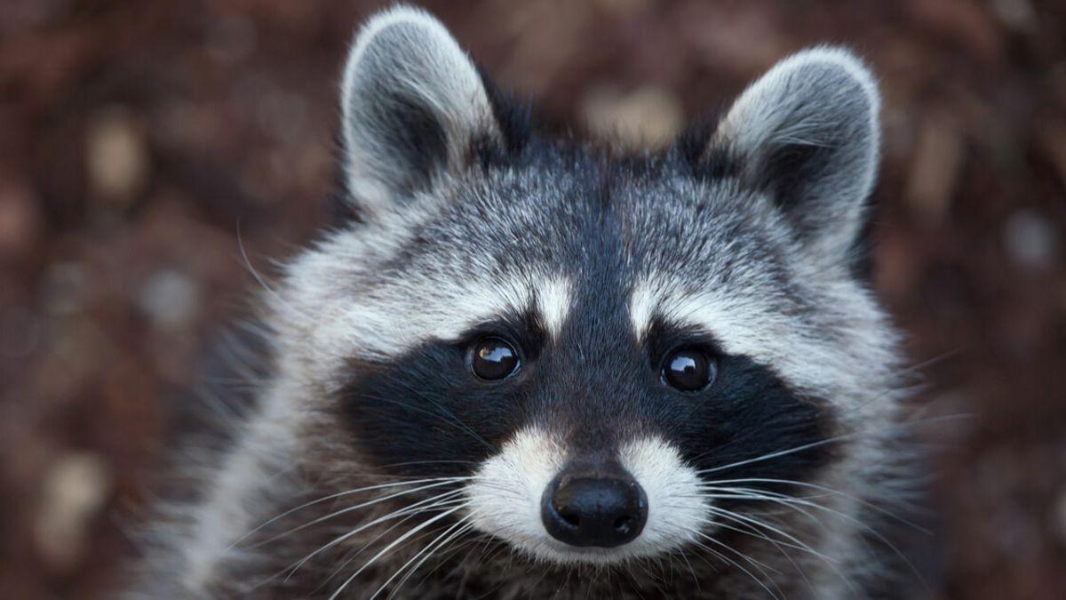 La plaga de mapaches se extiende en España sin parar