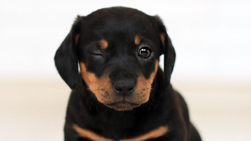 Cómo curar heridas en perros: Conoce el tratamiento para la miasis en canes