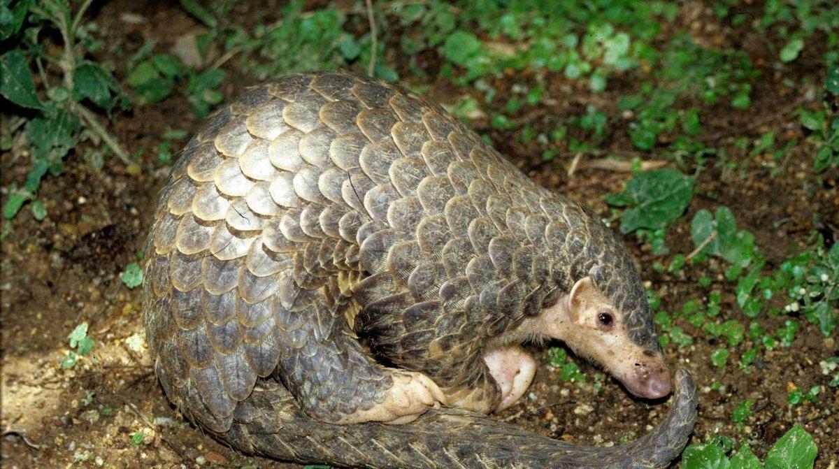 Así es el pangolín, el animal que pudo transmitir el coronavirus en Ch