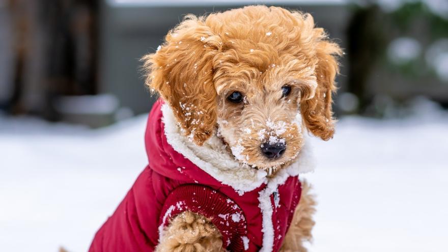 Cómo cuidar a un poodle toy: Consejos sobre esta raza de perro