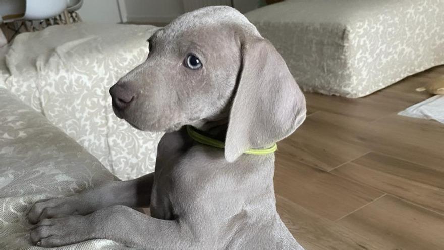 Cómo es el carácter del braco de Weimar: Descubre el comportamiento y ...