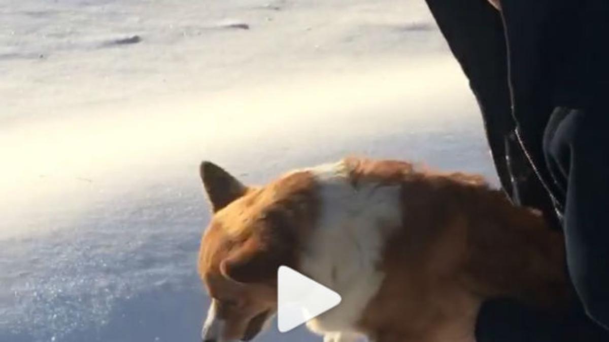 ¿Lanza a su perro al vacío? El efecto que ha hecho viral el video