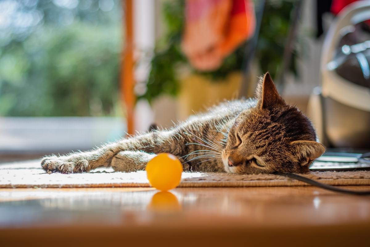 ¿Cómo refrescar y proteger a tu gato cuando hace calor?