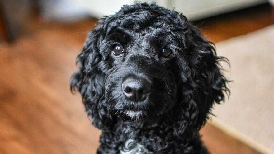 Cómo cuidar a un poodle toy: Consejos sobre esta raza de perro