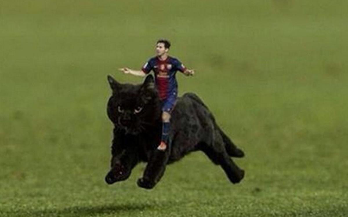 Del doblete de Messi al gato negro | barca | sport.es