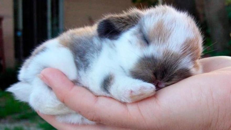 Cómo es el conejo Toy: Características Principales