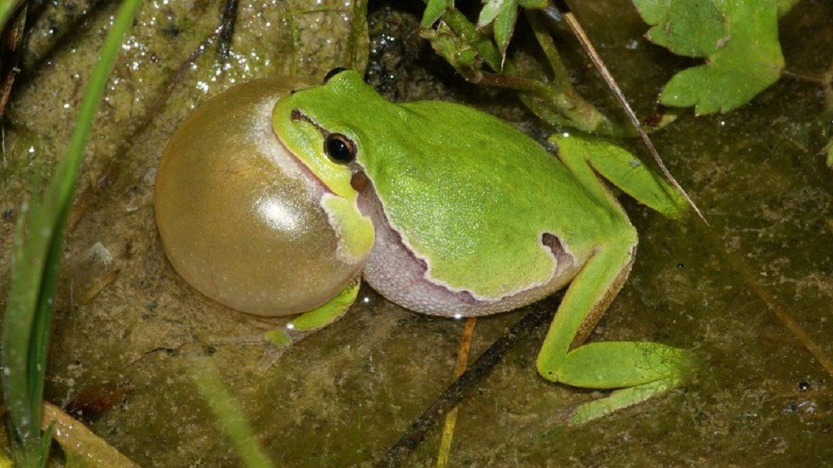 Creación de estanques provoca la aparición de miles de ranas en peligro ...