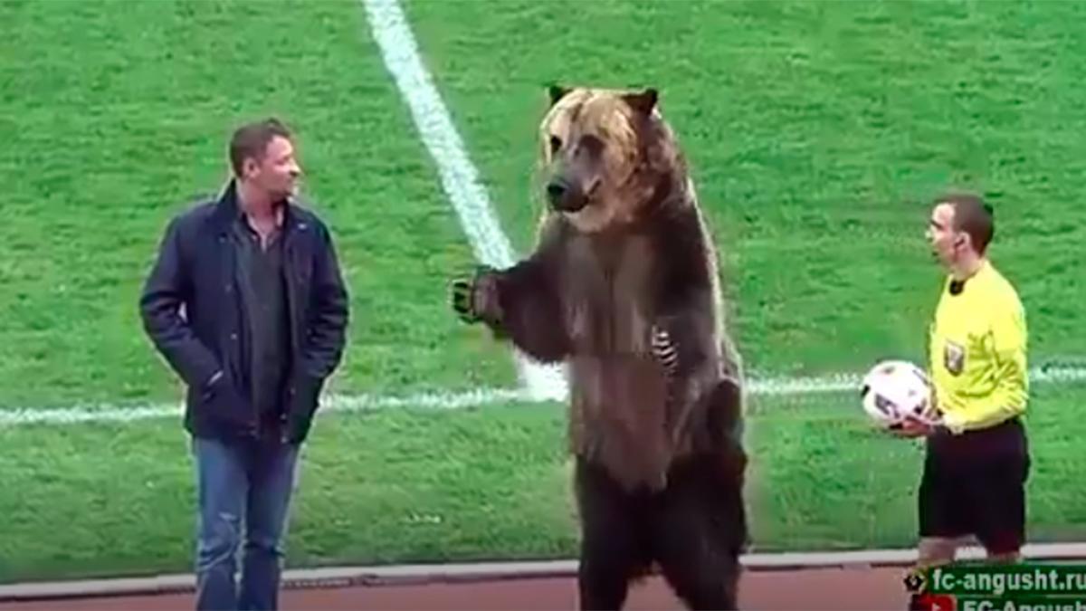 Por alguna extraña razón, no lo veían peligroso: ¡eligen a un oso para ...